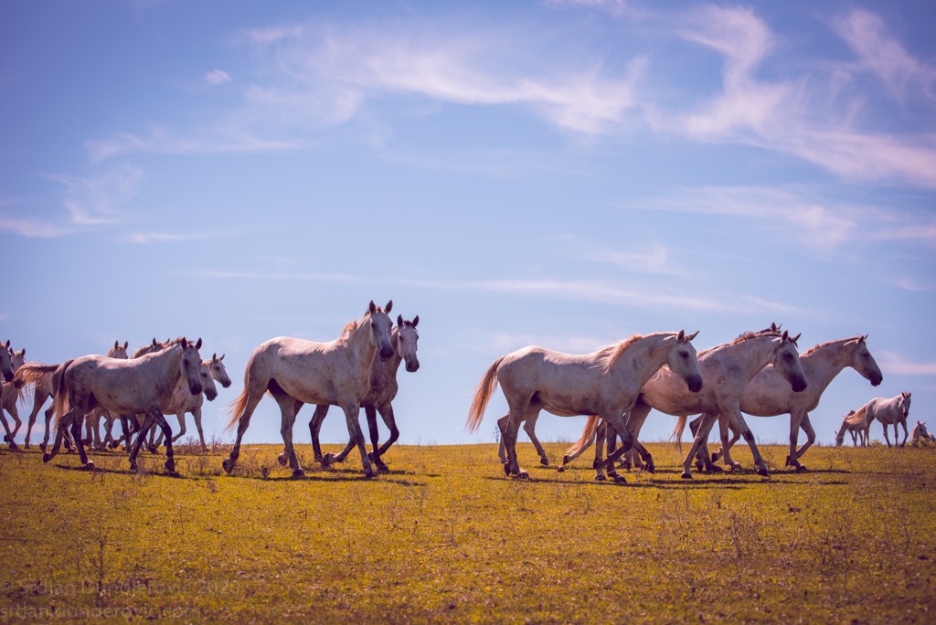 Lipicaneri čekaju nove vlasnike – Prnjavor.info